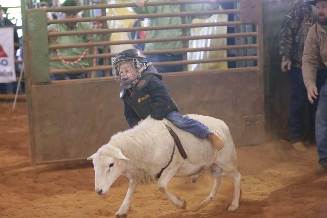 Ram Riders - Just A Lil Rodeo